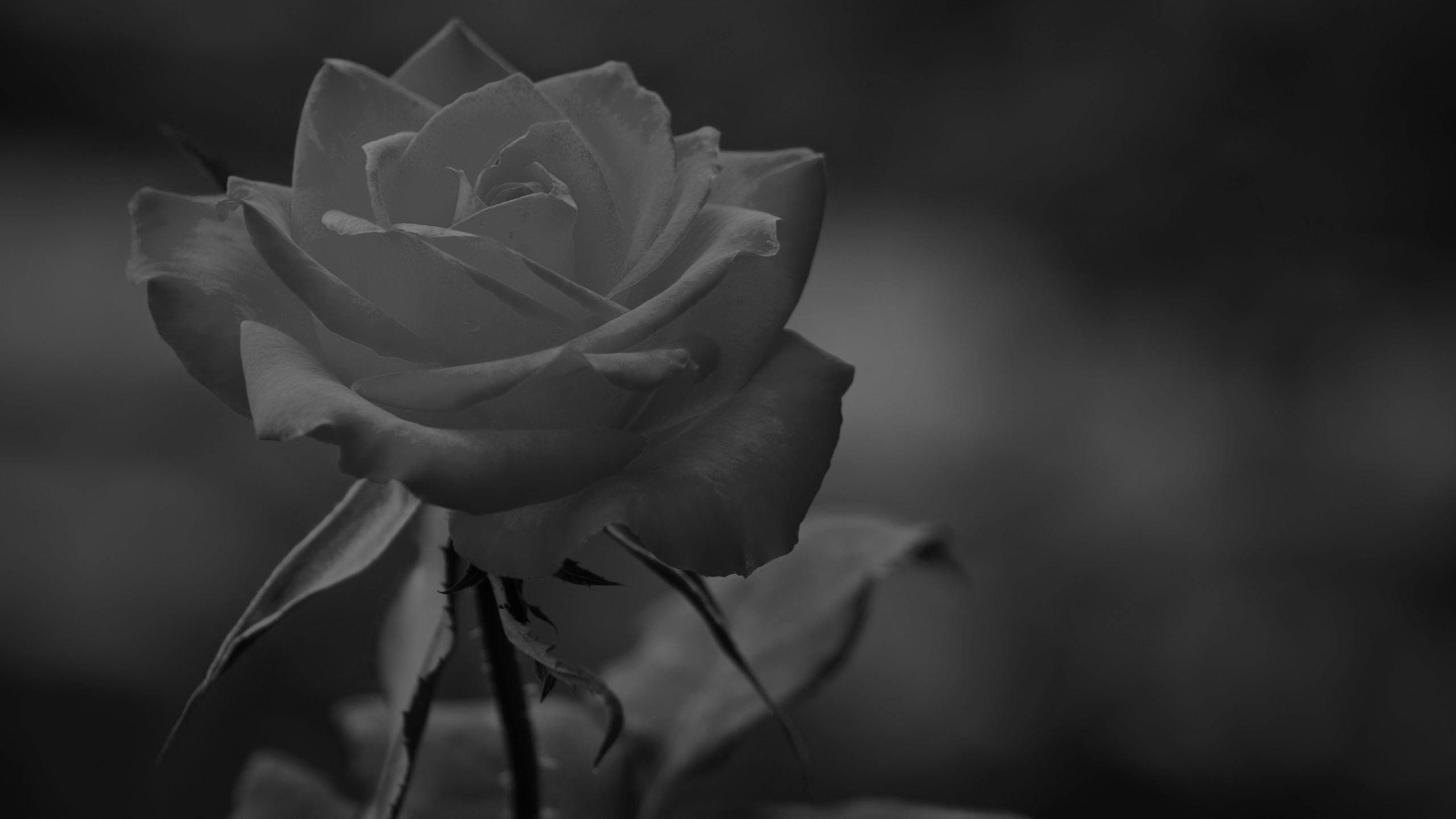 Essancy - Essancy Ltd.